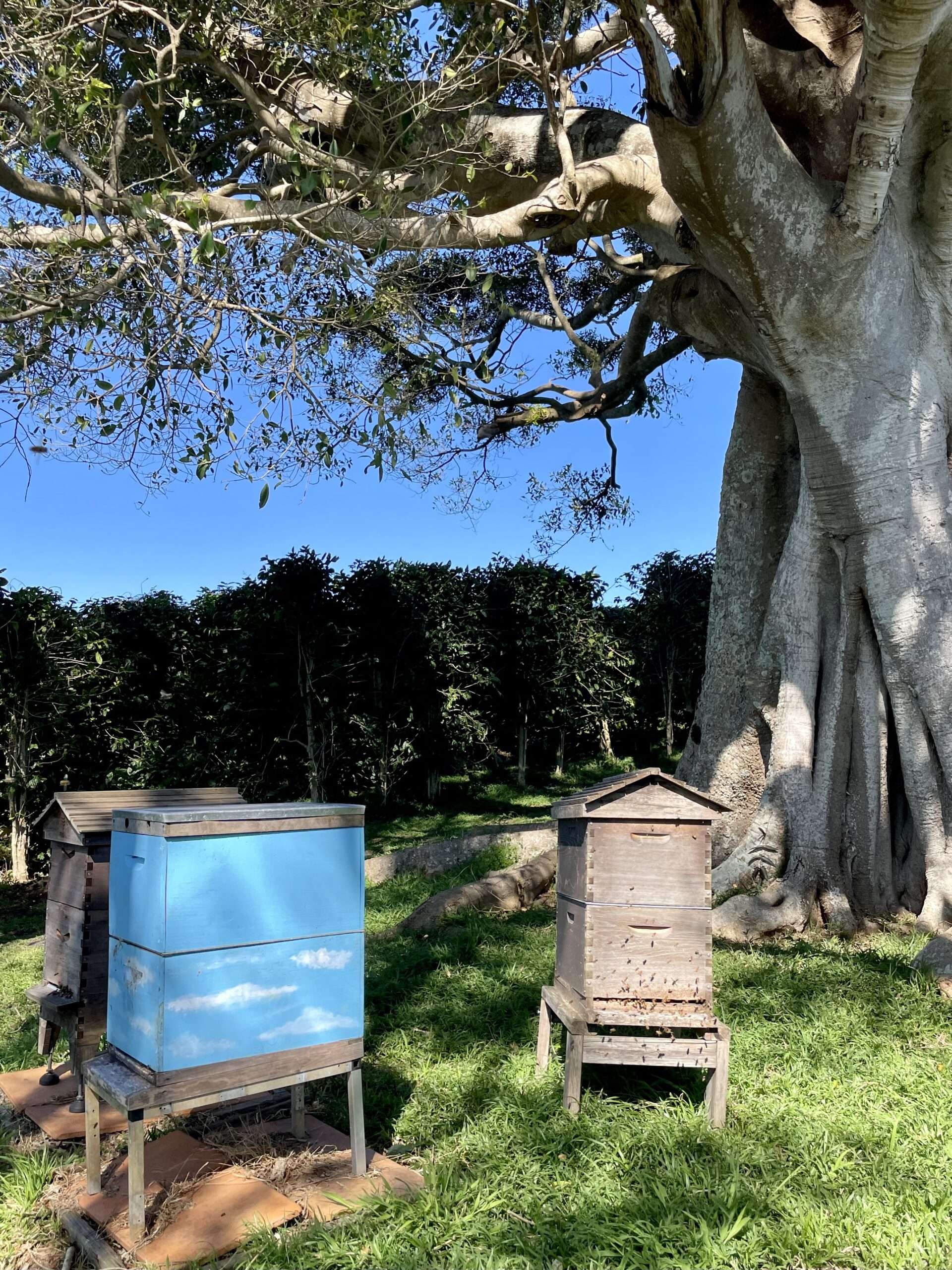 hives bees: fig tree P:T 0822 | Zentvelds Australian Coffee